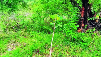 Central Ridge: New fruit species to curb invasive plants, sustain fauna ...