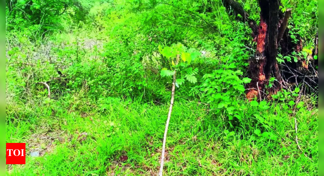 Central Ridge: New fruit species to curb invasive plants, sustain fauna ...