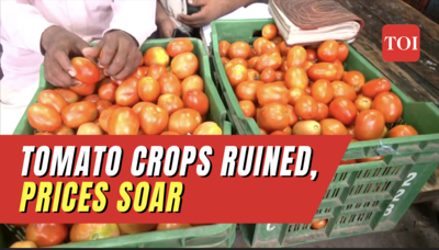 Tomato Prices in Mumbai: ‘It could take 3 months for tomato prices to normalise’ | Mumbai News ...