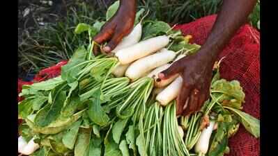 Summer radish ready for harvest | Goa News - Times of India