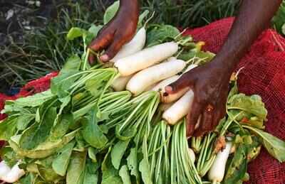 Summer radish ready for harvest | Goa News - Times of India