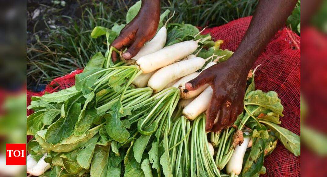 Summer radish ready for harvest | Goa News - Times of India