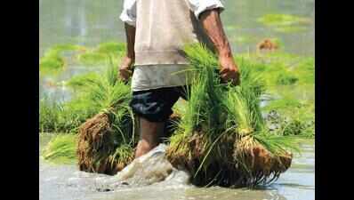 With monsoon being active, sowing and transplanting take off | Goa News ...