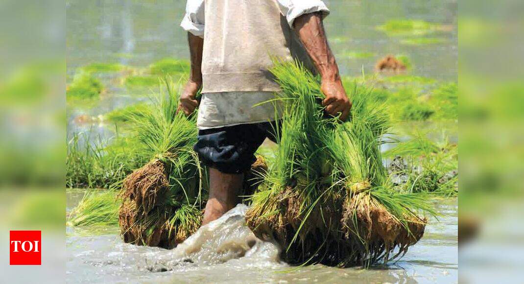 With monsoon being active, sowing and transplanting take off | Goa News ...
