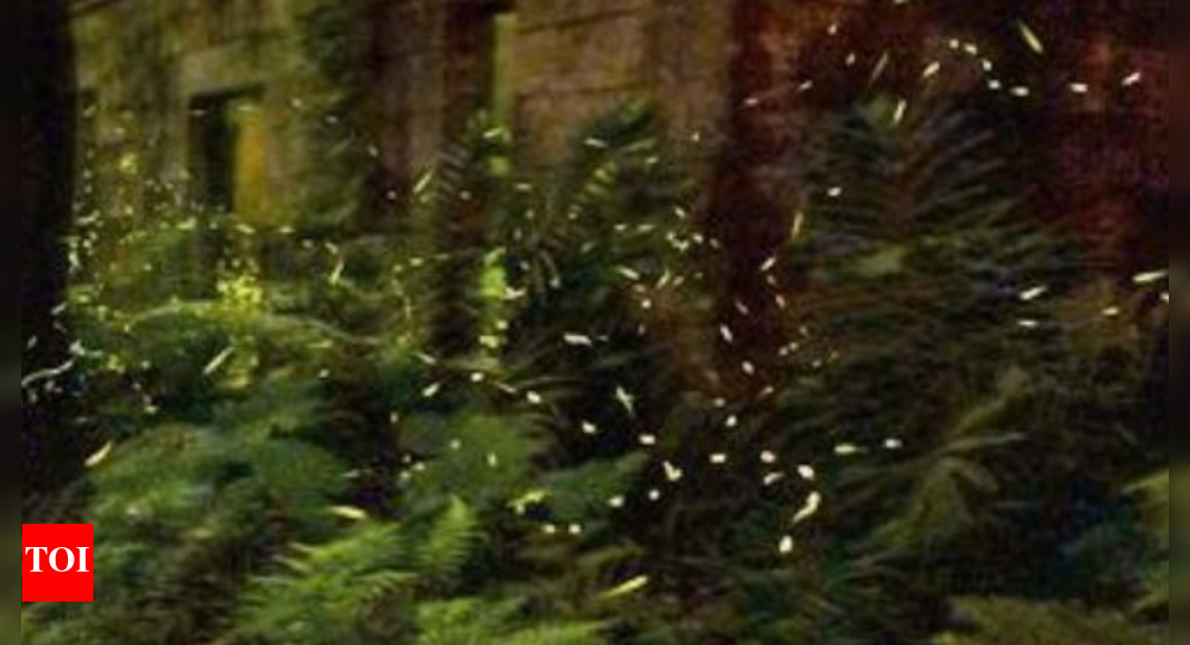 'Firefly sightings across India up from 71 in '21 to 3,000 now ...