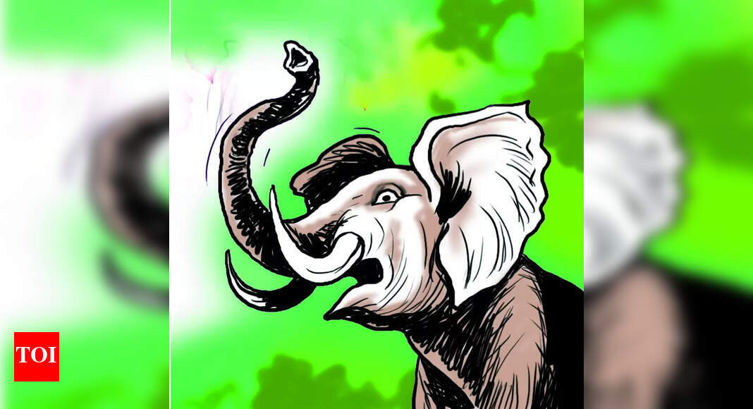 Elephants Kill Man, Damage Houses In Jashpur District | Raipur News ...