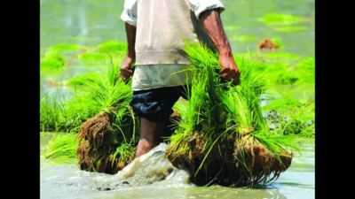 With monsoon being active, sowing and transplanting take off | Goa News ...