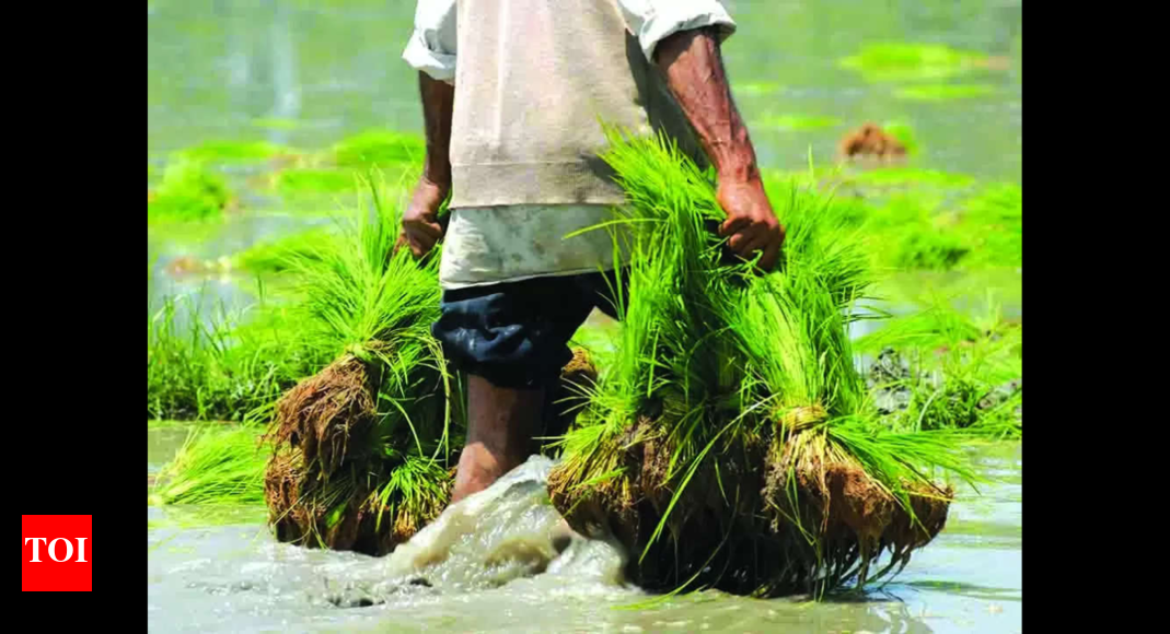 With monsoon being active, sowing and transplanting take off | Goa News ...
