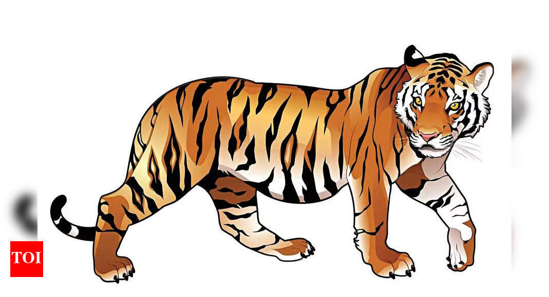 Tiger And Its Symbolism - Times of India