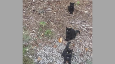 Optical Illusion: Find the fourth cat in this picture - Times of India