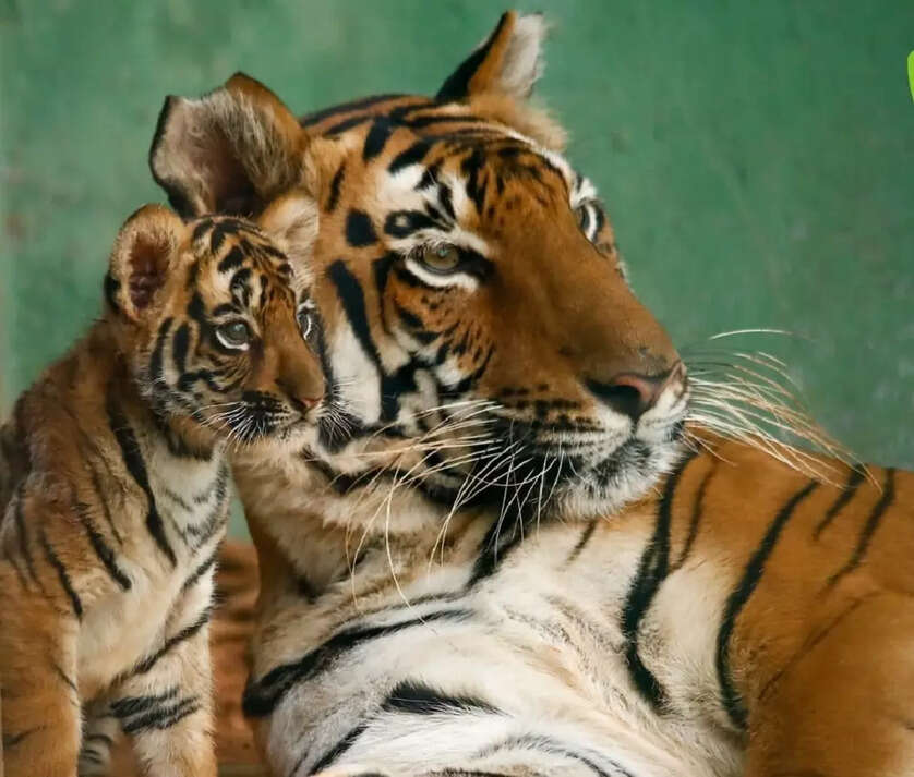 TIGER, THE PRIDE OF INDIA - Times of India