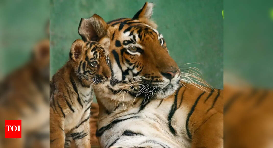 TIGER, THE PRIDE OF INDIA - Times of India