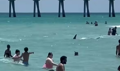 Viral: Shark swims terrifyingly close to beachgoers in Florida - Times of India