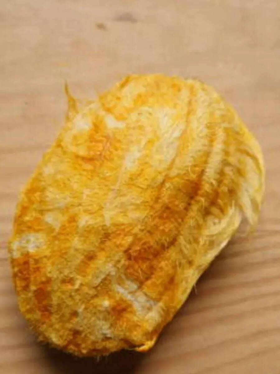 9 Benefits of Using Mango Seeds | Times Now