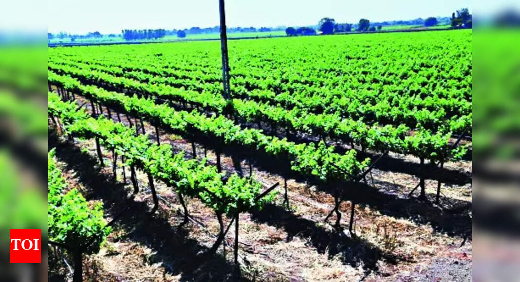 State’s Pilot Project To Shield Grape Plantations From Unseasonal Rain ...