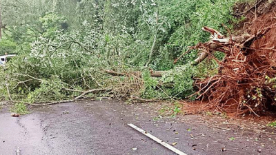 Rain: Rain, Strong Winds Paralyse Nilgiris | Coimbatore News - Times of ...