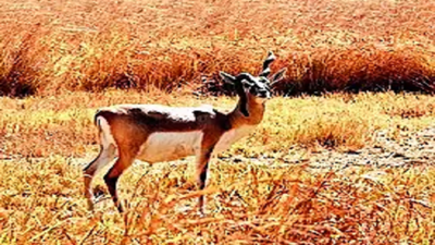 Horn: Sole Blackbuck With Bent Horn In Herd Of Thousands! | Vadodara ...