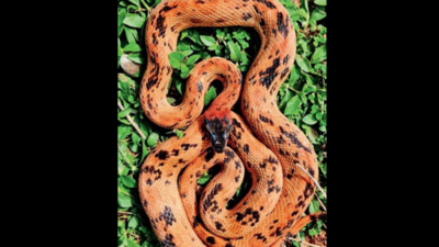 Rare Black-headed Royal Snake ‘takes A Lift’ In Cargo Truck From ...