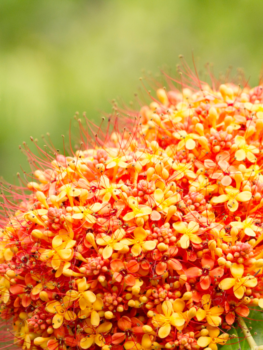 15 Ayurvedic Herbs That Can Resolve Infertility Issues Times Of India