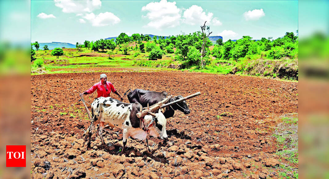 Talukas: Sowing Activity Yet To Begin In Four Talukas Of District ...