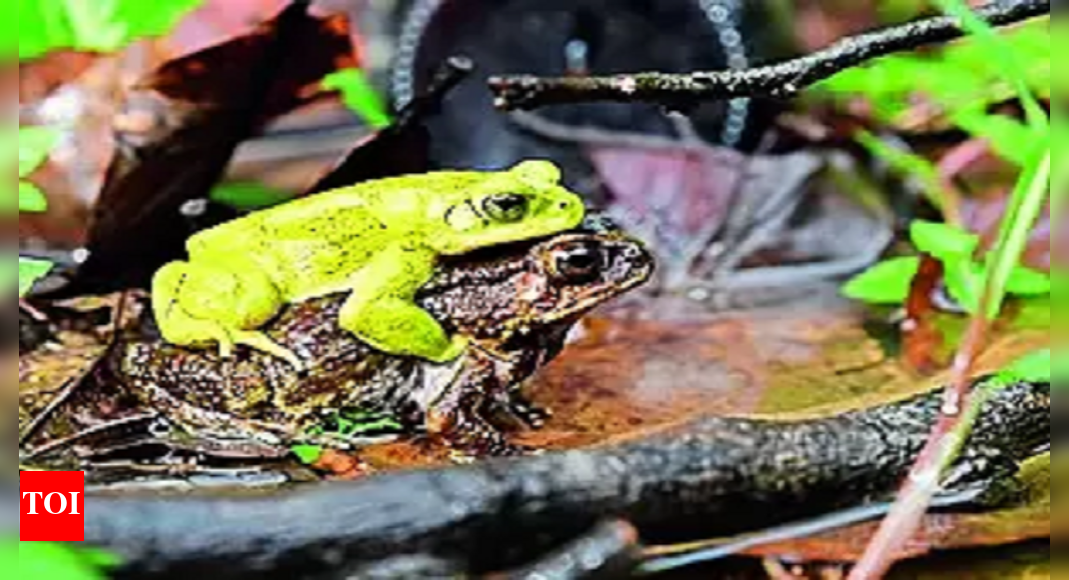 Frogwatch Team Documents Courtship Of Common Toads | Mangaluru News ...