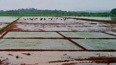 Rain havoc in Goa: Since July 1, fire dept got call every 20 minutes ...