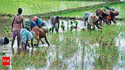 Punjab falters in achieving own targets for alternative crops ...