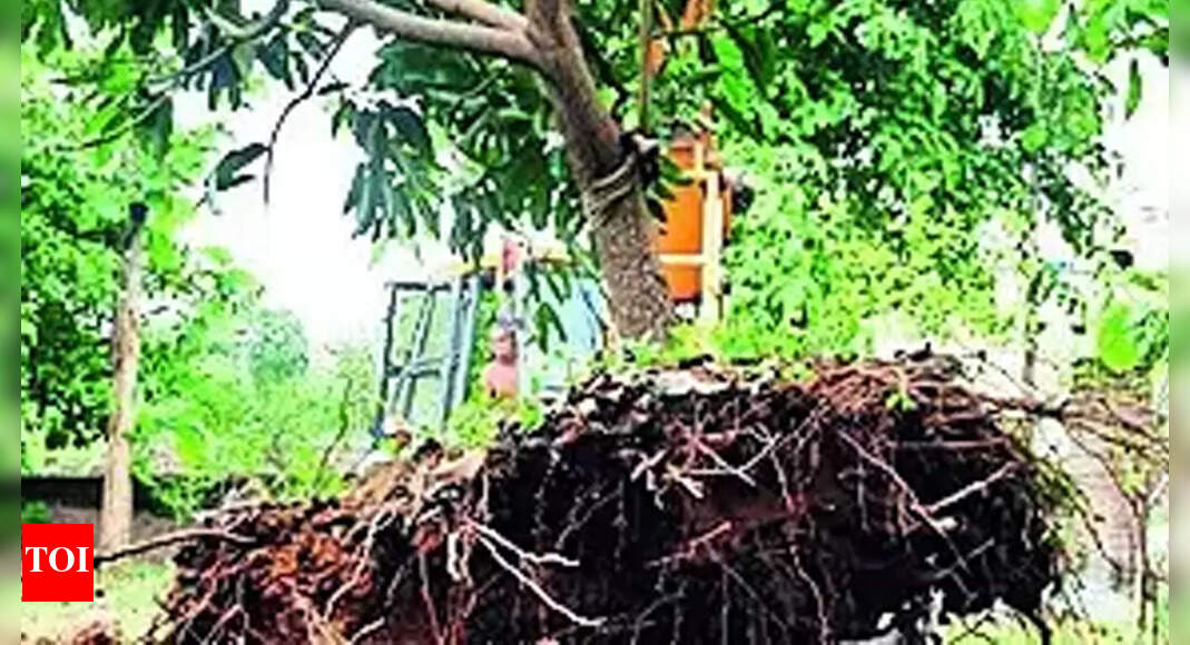 Ranchi Man Refuses To Fell 4 Trees, Translocates Them To Build House ...