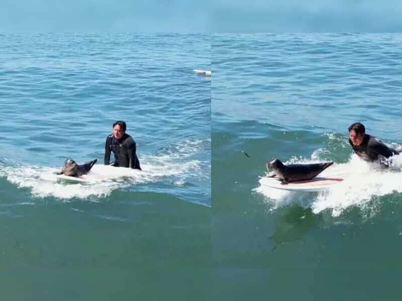 Baby seal jumps on surfboards, rides the waves with surfers - Times of ...