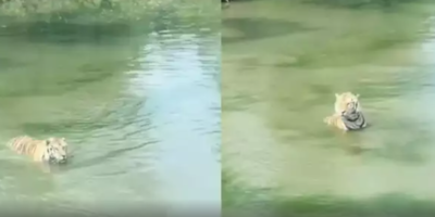 Viral video: Duck leaves tiger confused by escaping its attack - Times ...