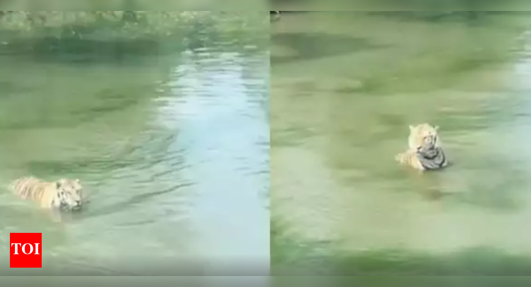 Viral video: Duck leaves tiger confused by escaping its attack - Times ...