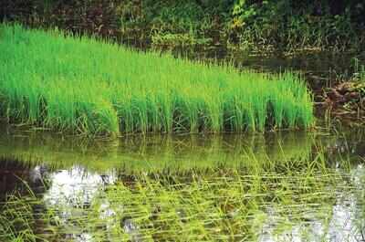 Additional 80-100 ha to come under paddy cultivation | Goa News - Times ...