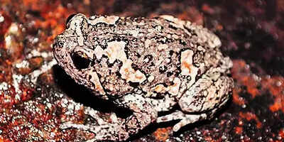 Western Maharashtra: Rare Indian Painted Frog Found In Sangli’s Aamrai ...