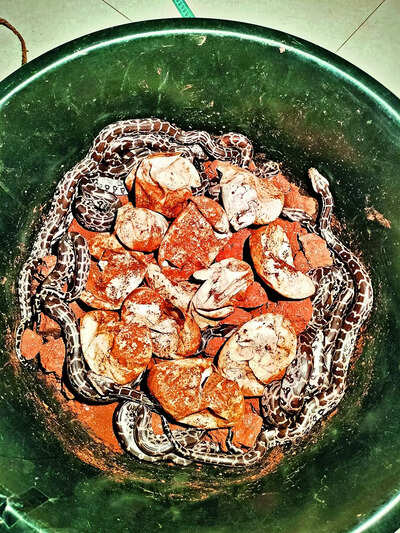 Python Python And 12 Hatchlings Rescued In Kolhapur Released In The 0931