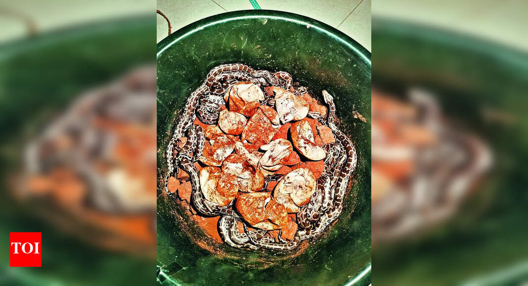 Python: Python And 12 Hatchlings Rescued In Kolhapur, Released In The ...