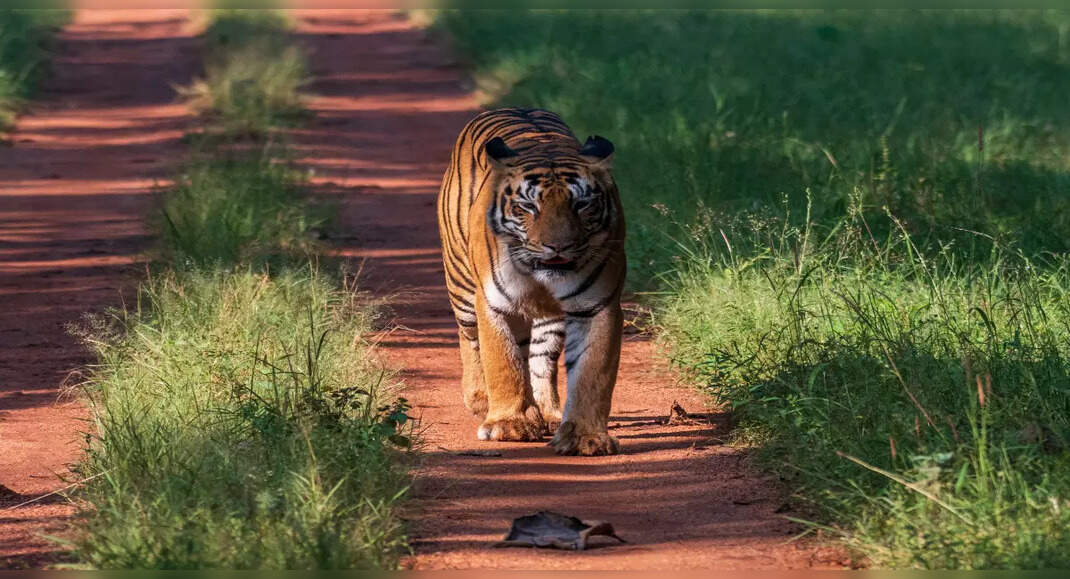 Tiger Reserve: What’s inside India’s smallest tiger reserve?, Nagpur ...