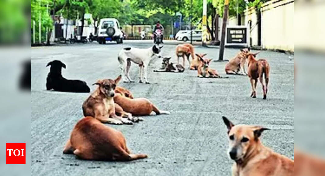 In Two Days, 18 Bitten By Stray Dog In Chatra | Ranchi News - Times of ...