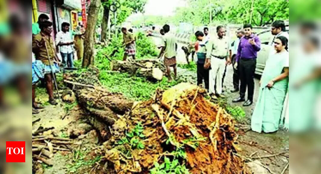 20 Trees Uprooted By Heavy Rain In City | Madurai News - Times of India
