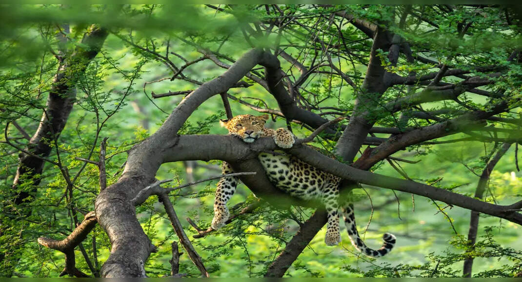 Best places to spot leopards in India | Times of India Travel