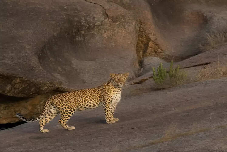 Best places to spot leopards in India | Times of India Travel
