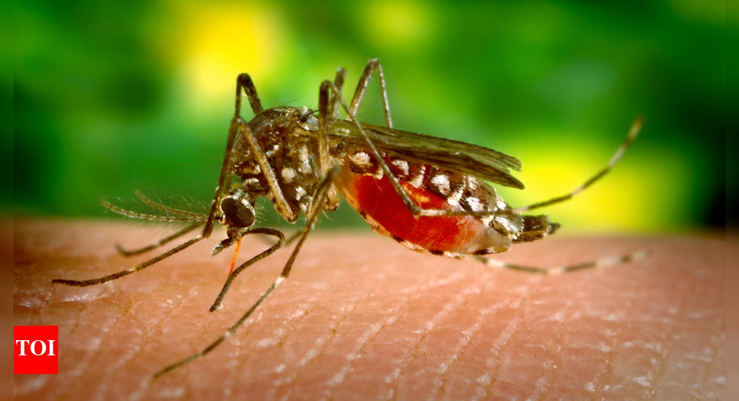 Dengue symptoms: 136 dengue cases reported in Delhi; learn about warning signs of infection ...