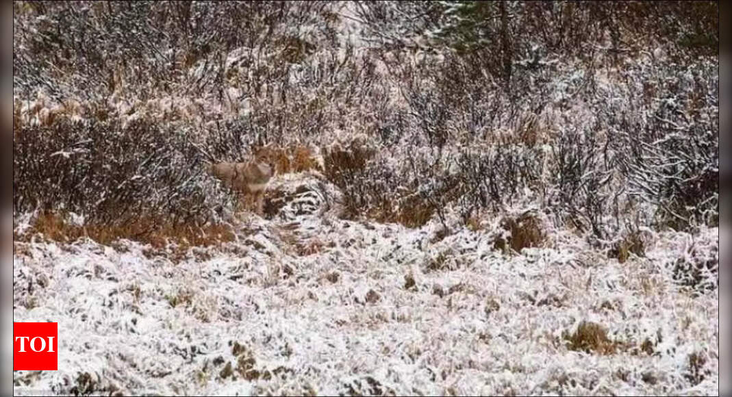 Optical illusion challenge: Find the wolf hidden in this snowy ...