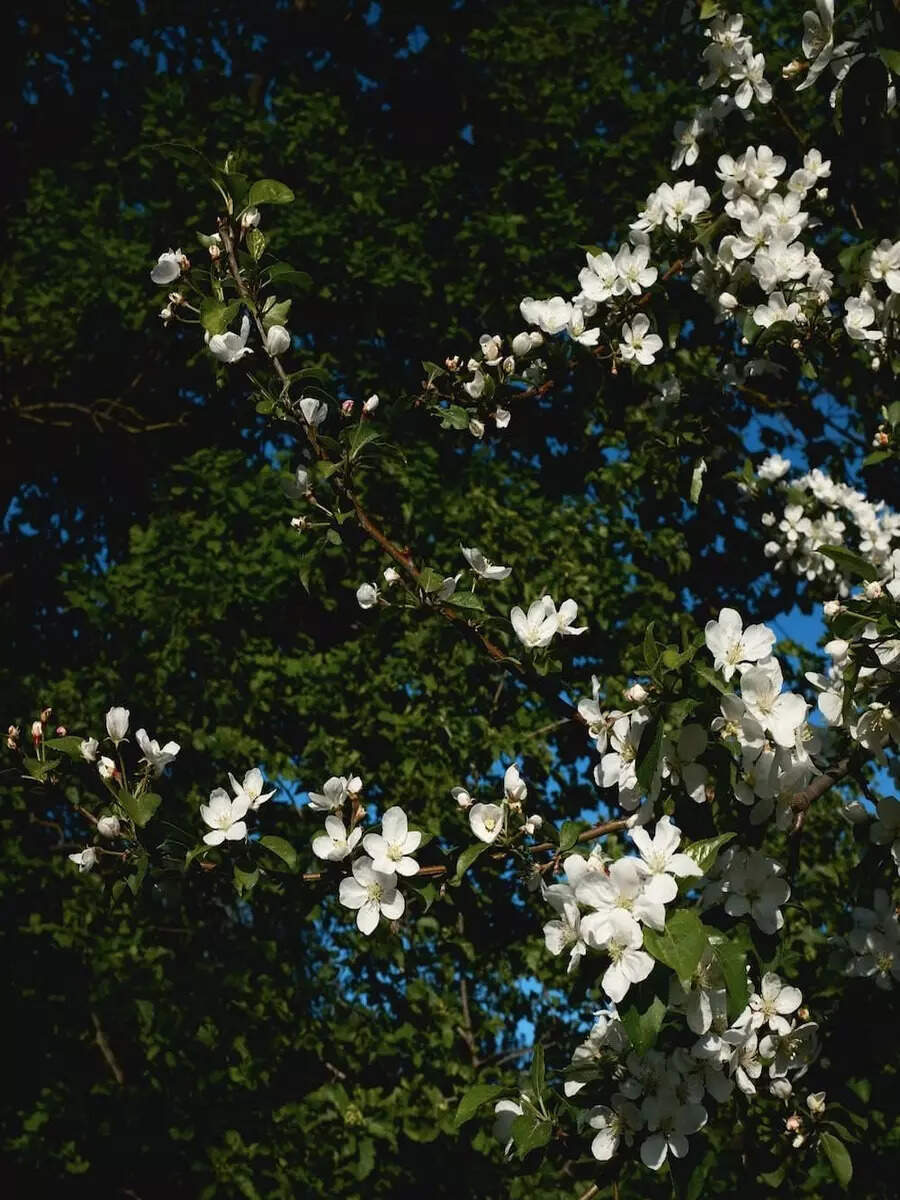 To 10 Religious Plants To Worship | Times of India