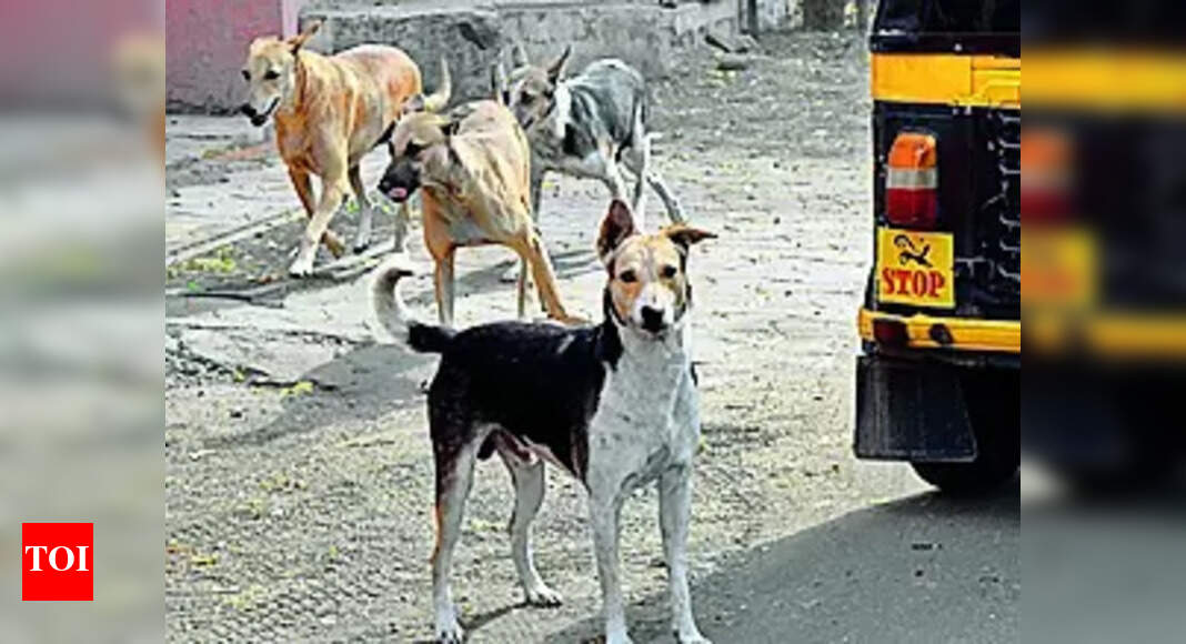 Toddler Mauled To Death By Stray Dog | Rajkot News - Times of India