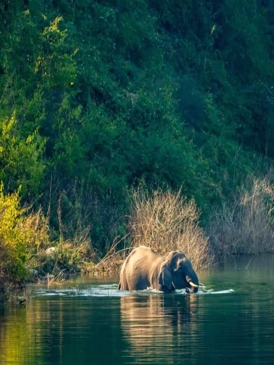 Places with impressive forest cover in India | Times of India