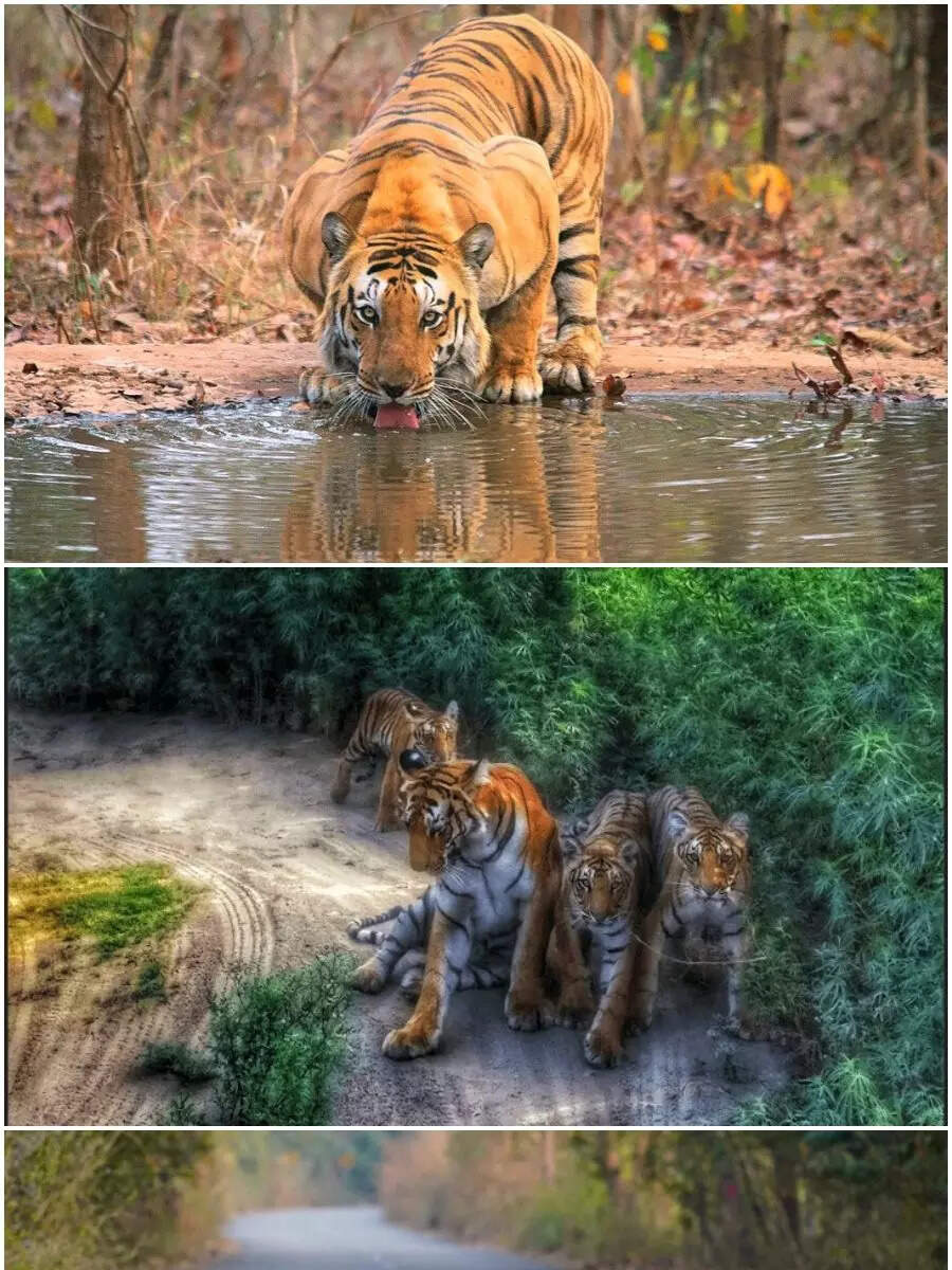 Winning entry of TOI's My Tiger Tale contest | Times of India