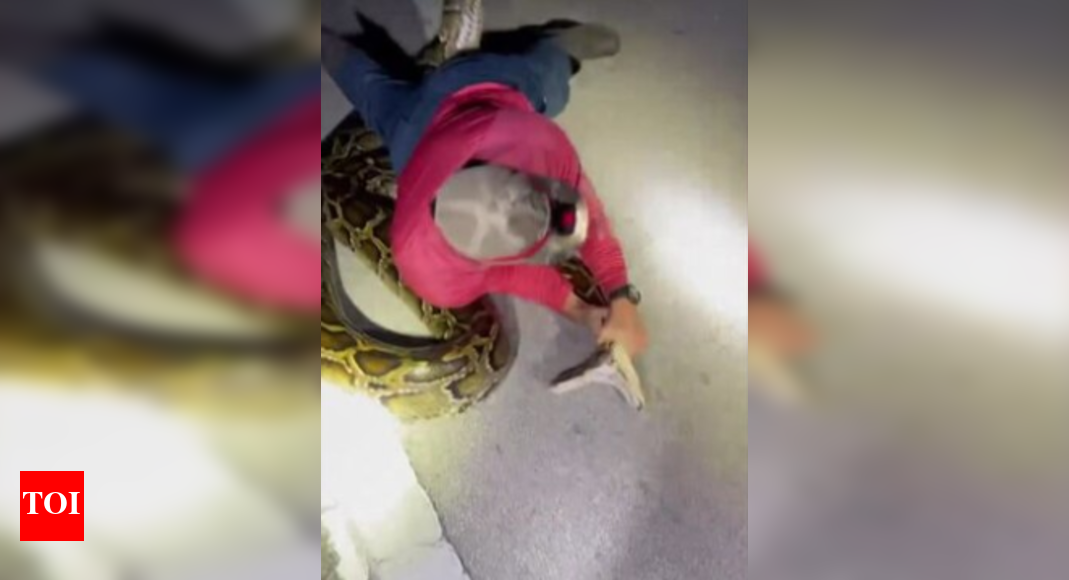 Florida man fights with massive Burmese python, breaks world record ...