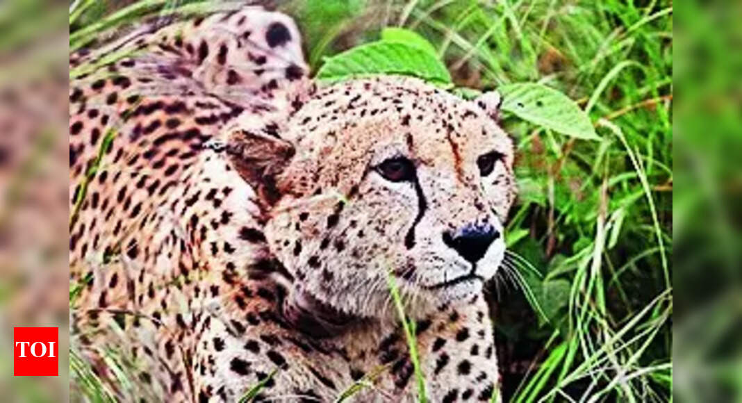 Cheetah project still on track, say experts | India News - Times of India