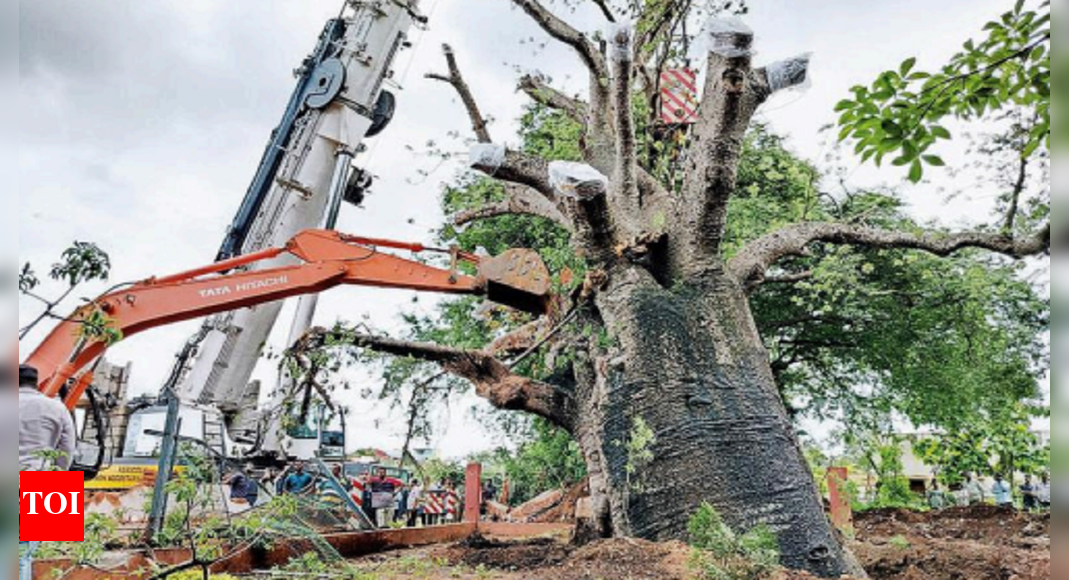 Uprooted Baobab Tree At Savanur Replanted At Same Spot | Hubballi News ...