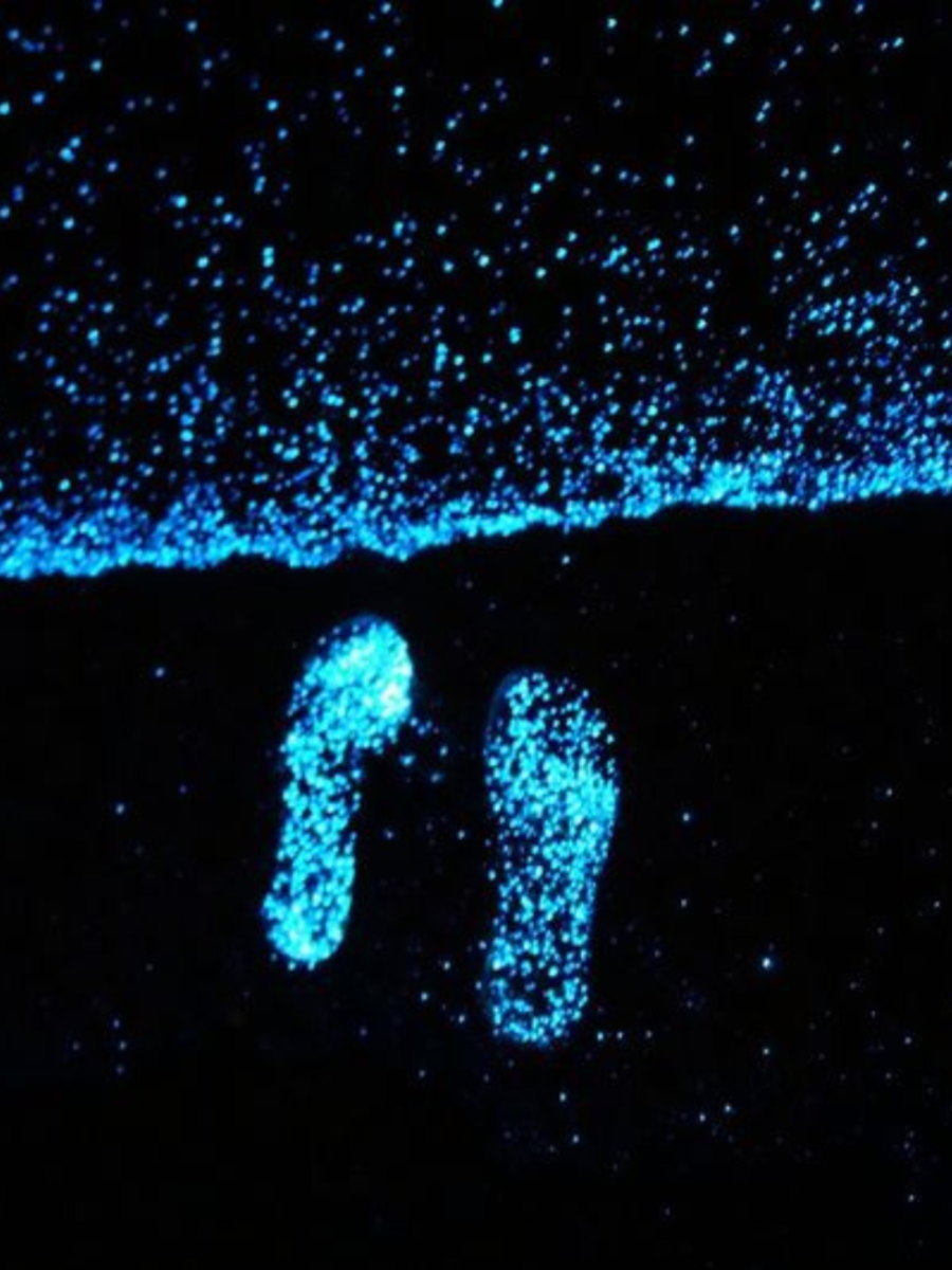 7 Bioluminiscent Beaches You Should Visit That Glow At Night | Zoom TV